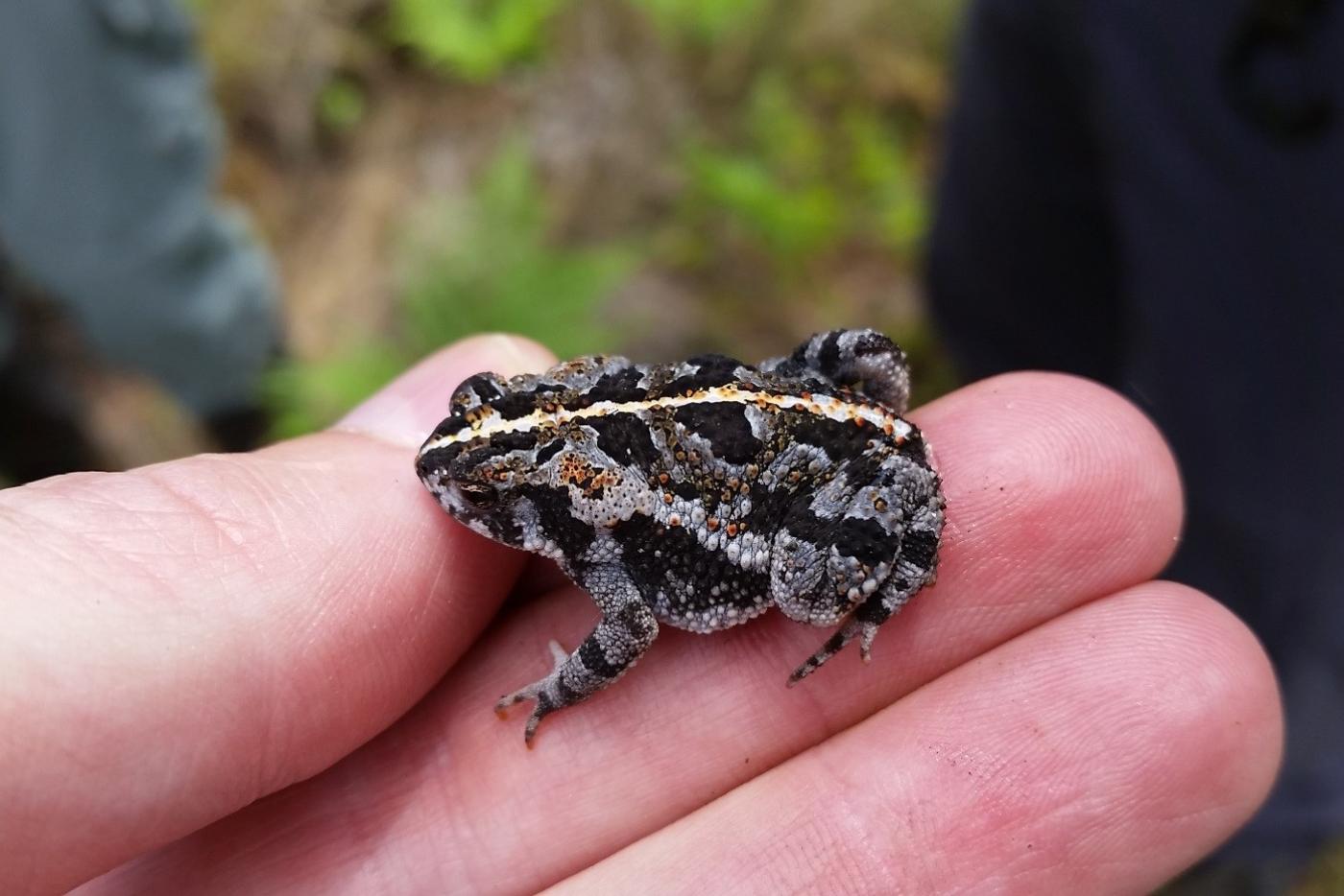 Oak Toad | NC Wildlife