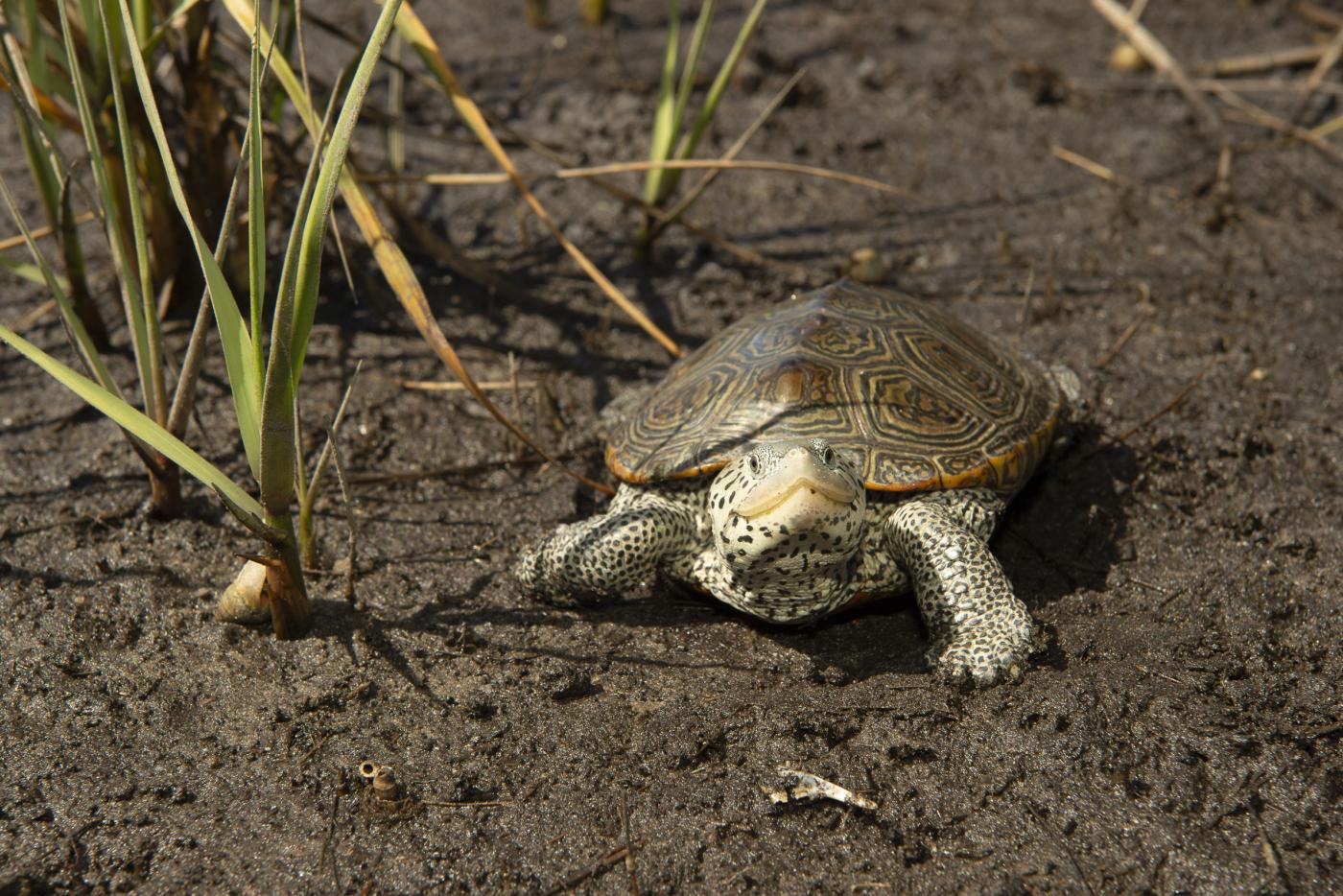 Wildlife Agency Seeks Kayaking Volunteers for Turtle-Counting Event ...