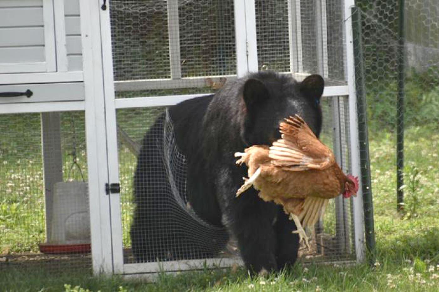 Bear Necessities: Wildlife Commission Offers Precautionary Measures to ...