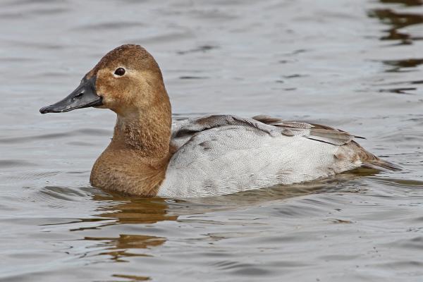 Canvasback Duck | NC Wildlife