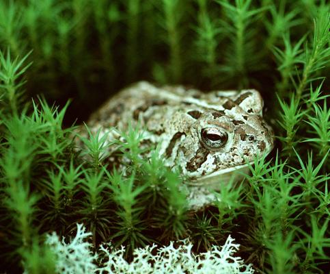 Fowler's Toad | NC Wildlife