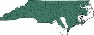 Fowler's Toad | NC Wildlife