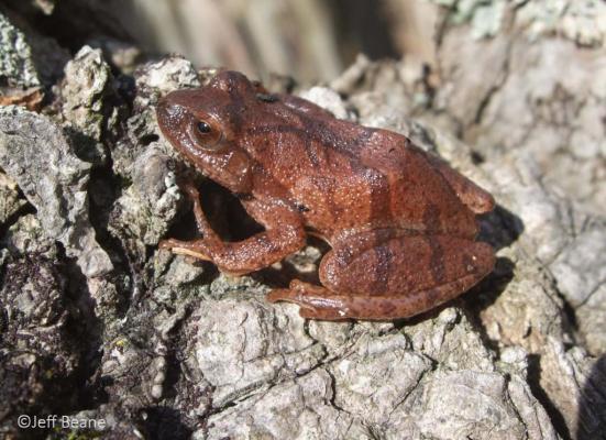 Spring Peeper | NC Wildlife