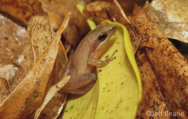 Little Grass Frog | NC Wildlife