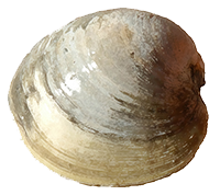 Archived FMP Annual Updates | NC DEQ