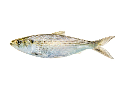 Fishery Management Plans | NC DEQ