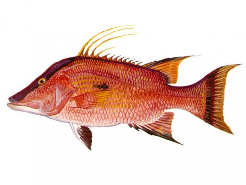 NC DEQ: Species Profiles