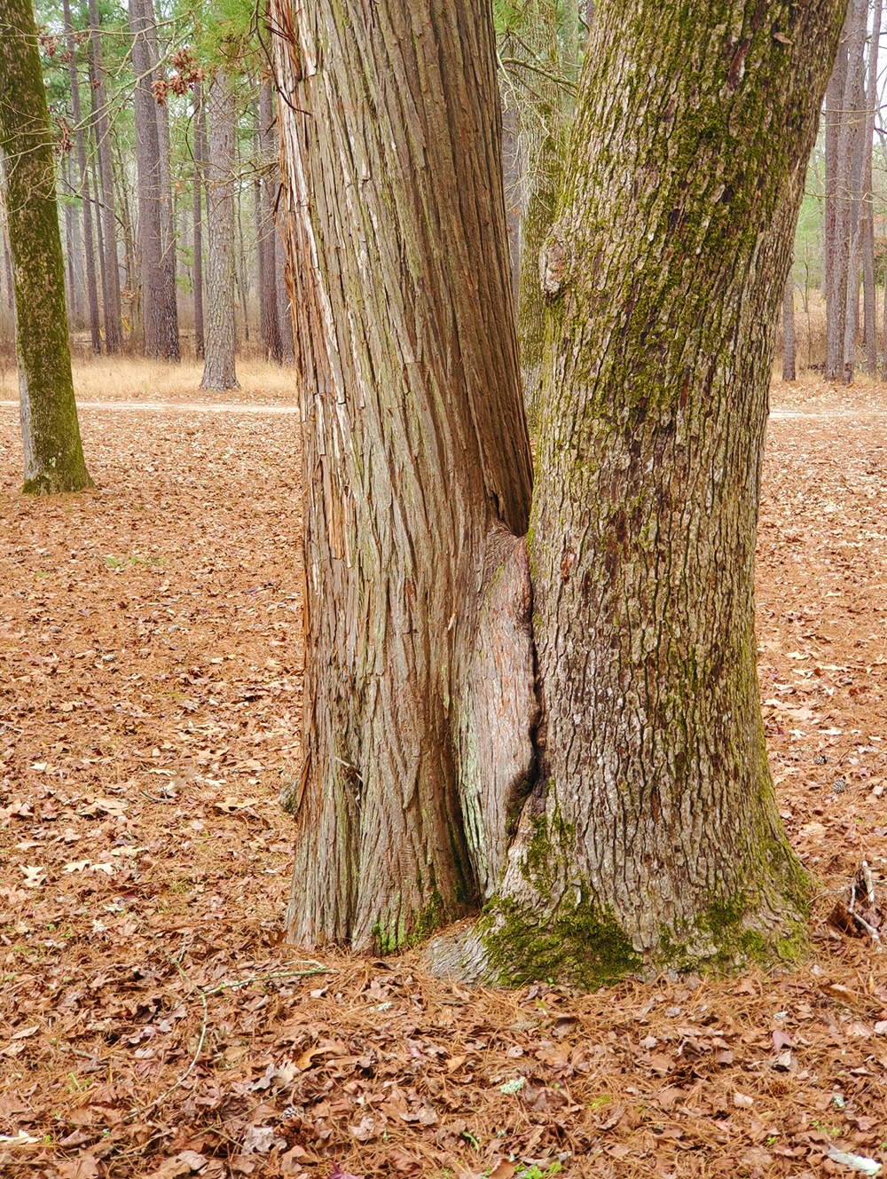 A sweet gum and cypress tree whose trunks have fused together at ...