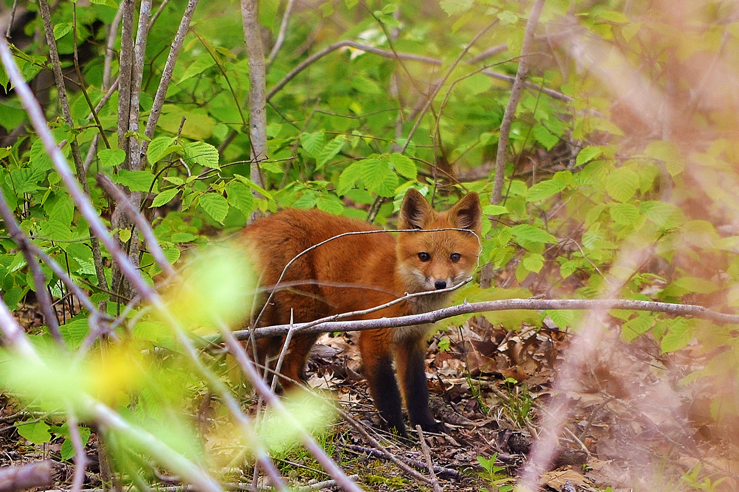 NRID – KELA – Red Fox Kit – Photo by J. Williams | NC State Parks