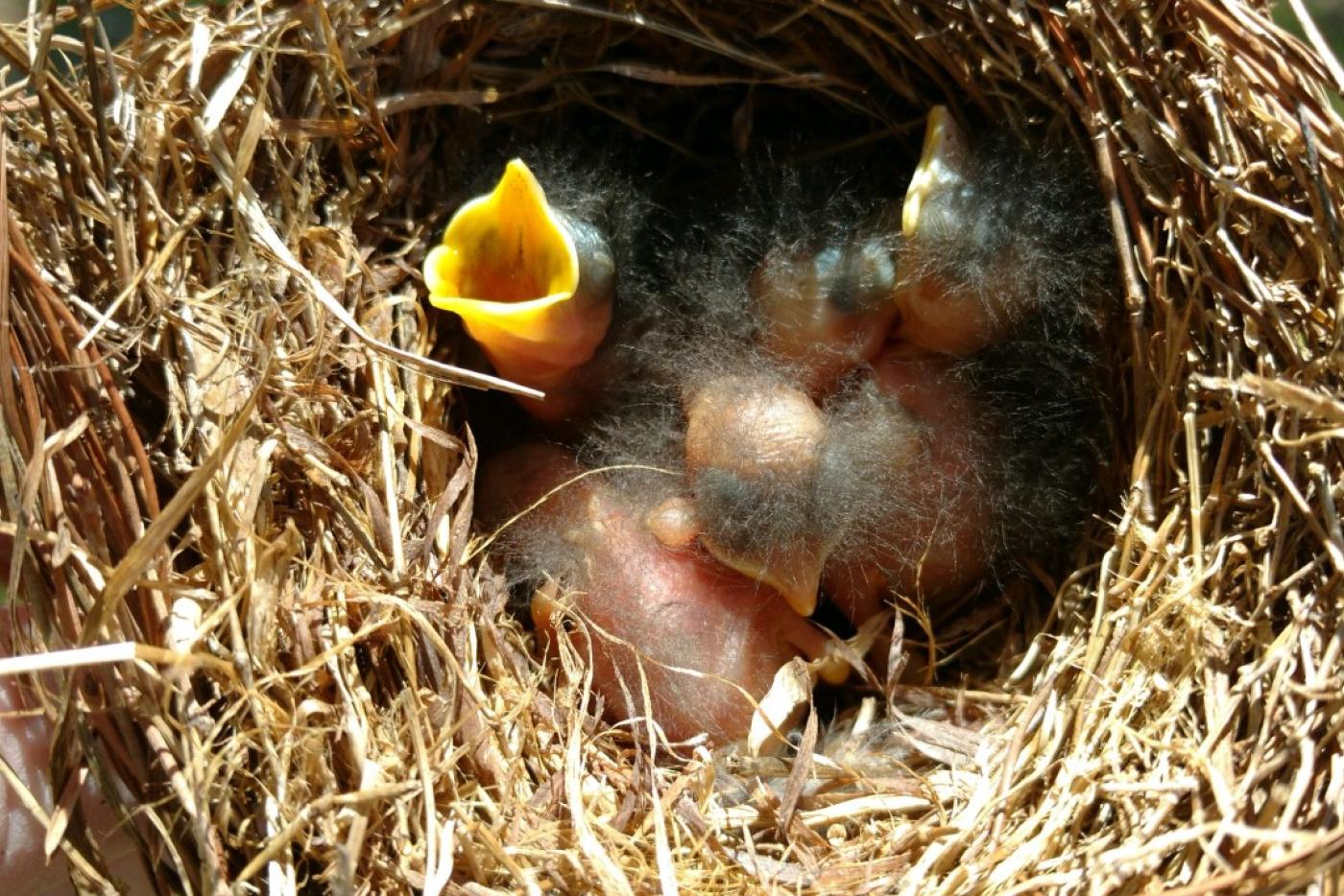 Eastern Bluebird Nesting Season Ends | NC State Parks