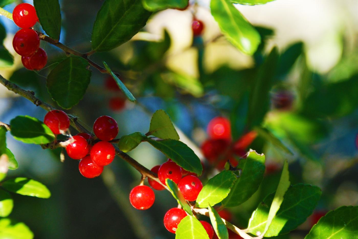 Yaupon holly berries at Carolina Beach State Park