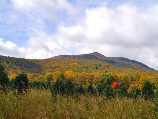 Mount Jefferson State Natural Area | NC State Parks