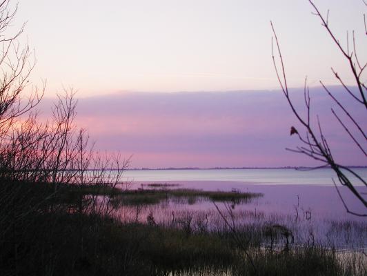 Pettigrew State Park – Pocosin Natural Area | NC State Parks
